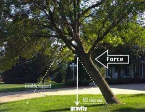 How to Cut a Leaning Tree in the Opposite Direction?